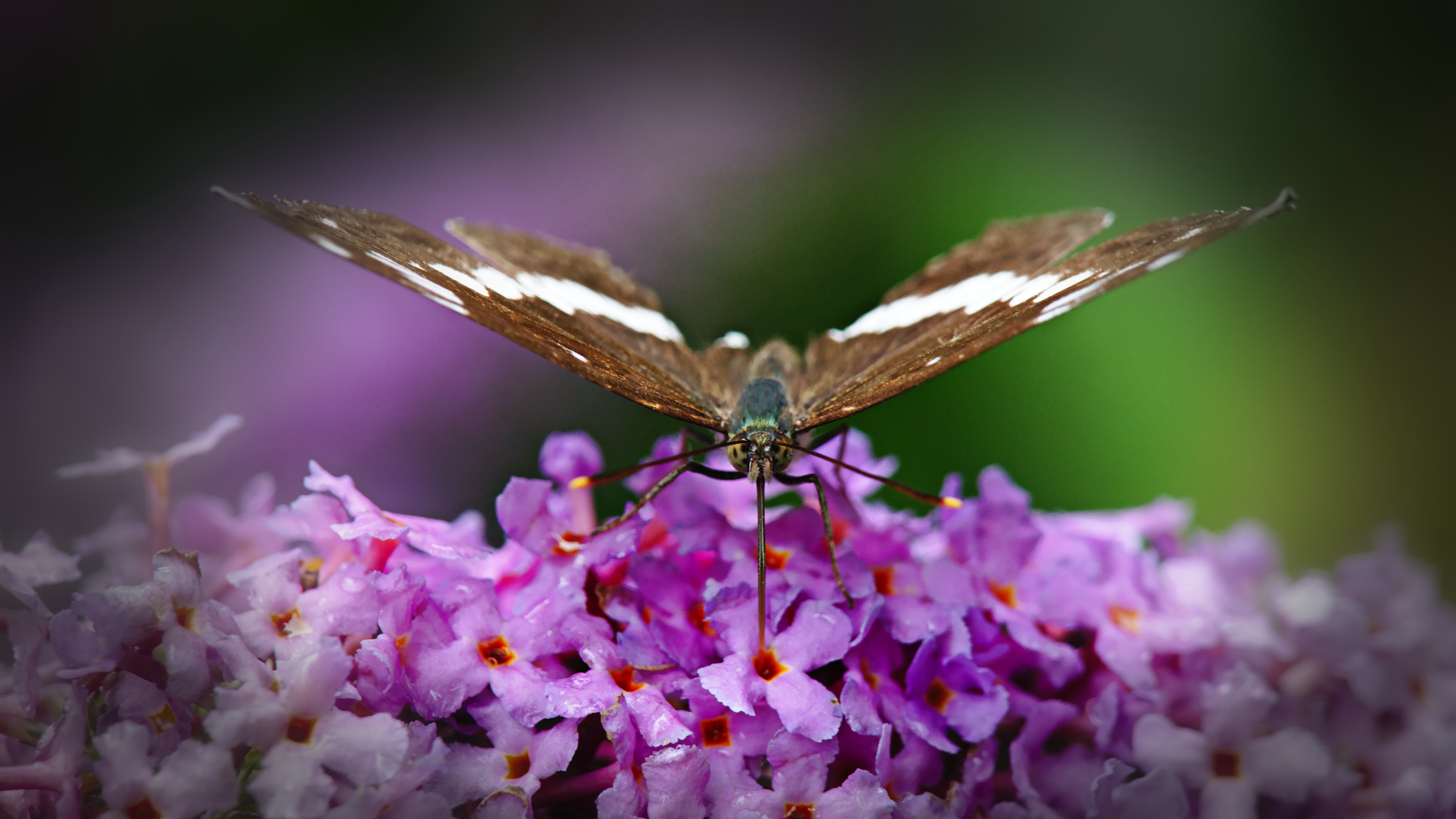 Butterfly Summer Lilac Insect free image download