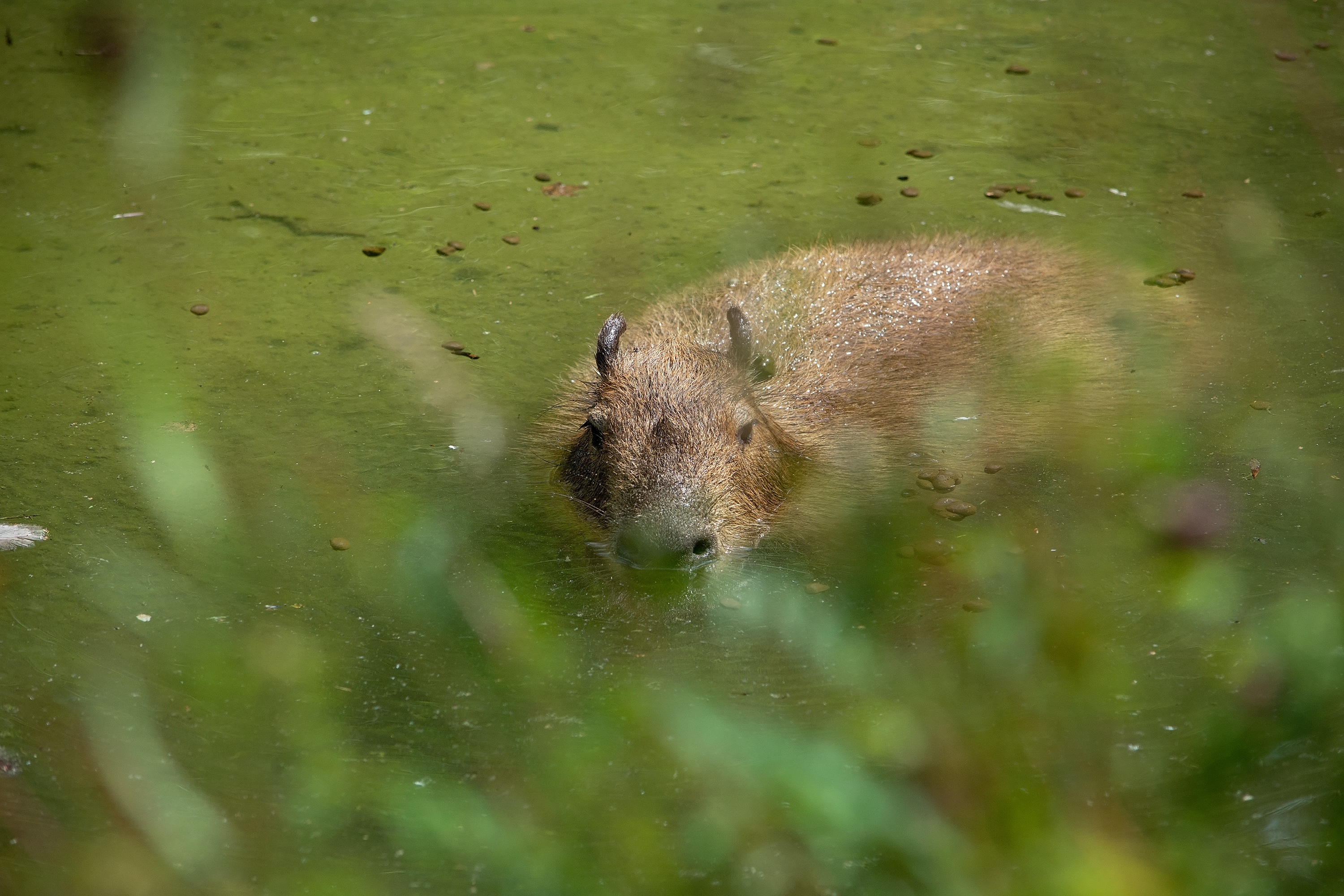 Capybara Rodent Animal in wildlife free image download