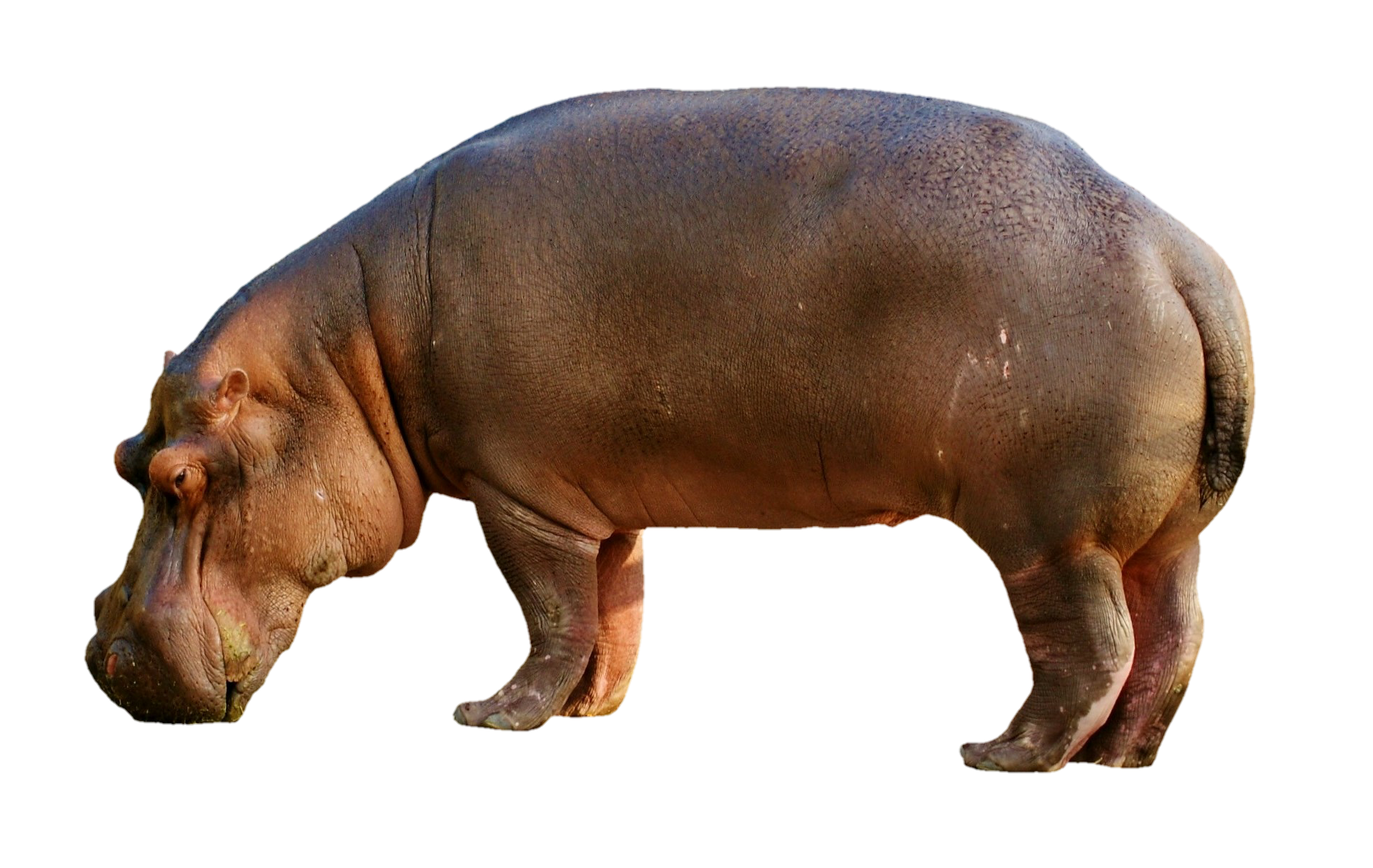 Hippopotamus Hippo Mammal free image download