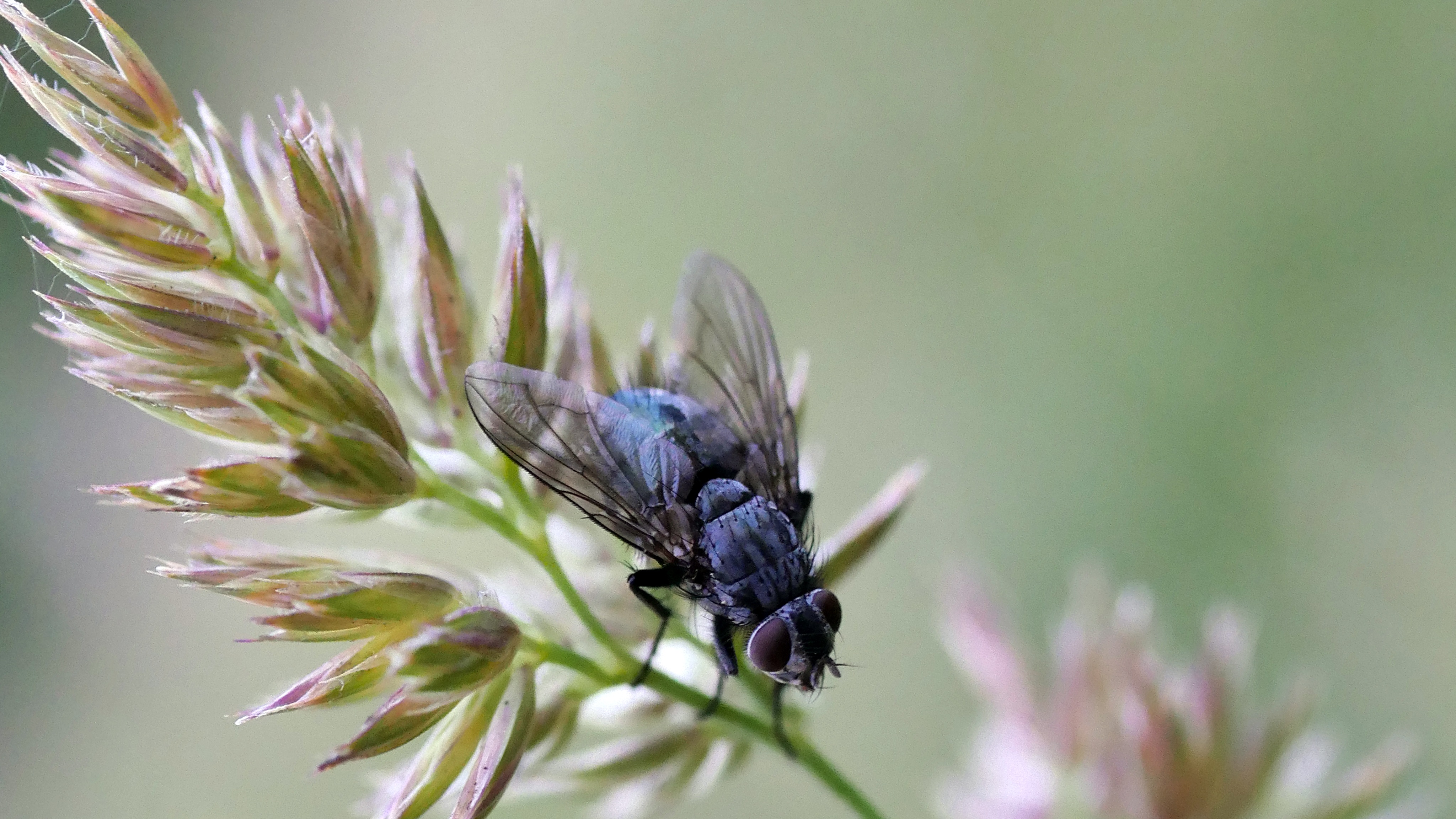 Insect Fly Macro free image download