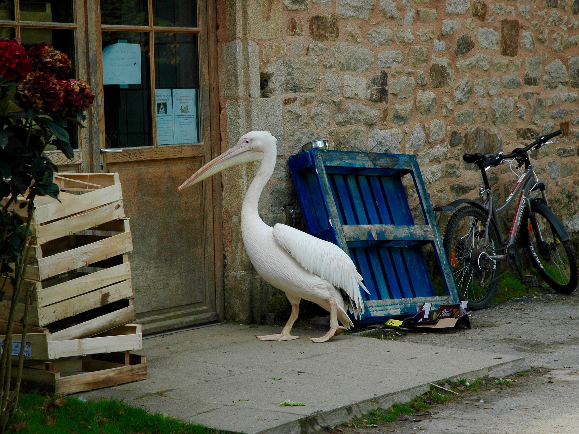 Pelican Office Job free image download