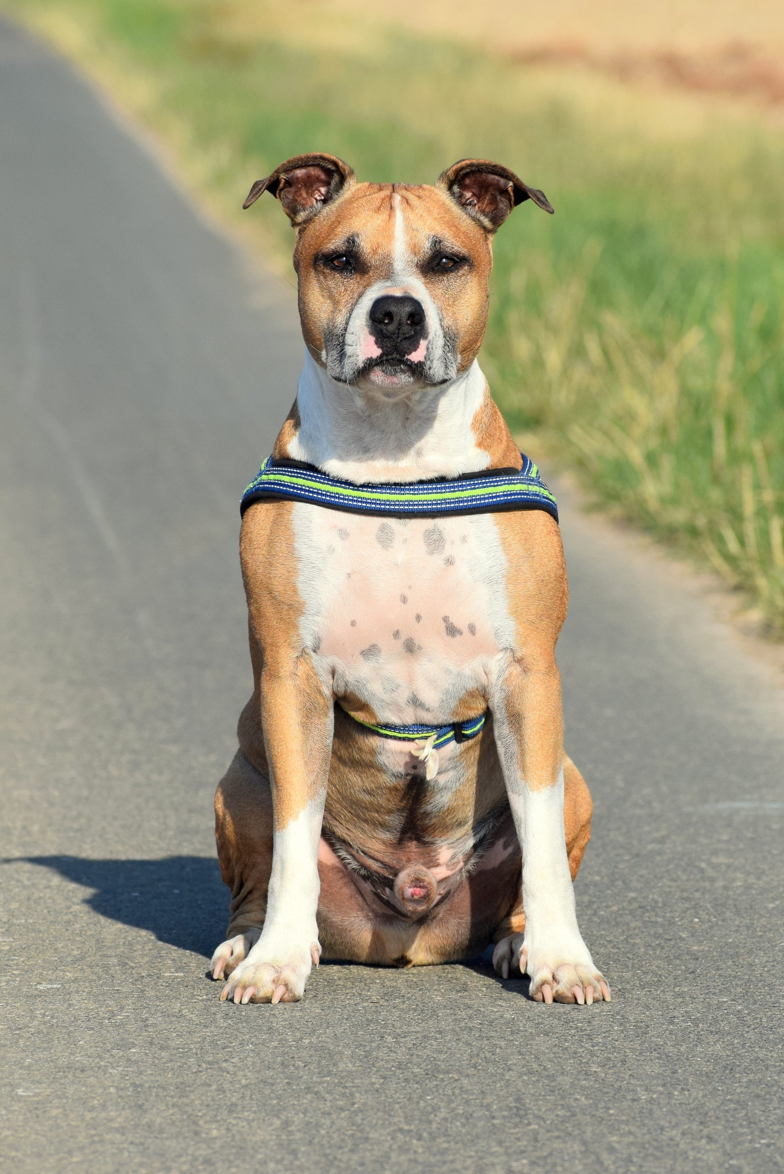 American Staffordshire Terrier free image download