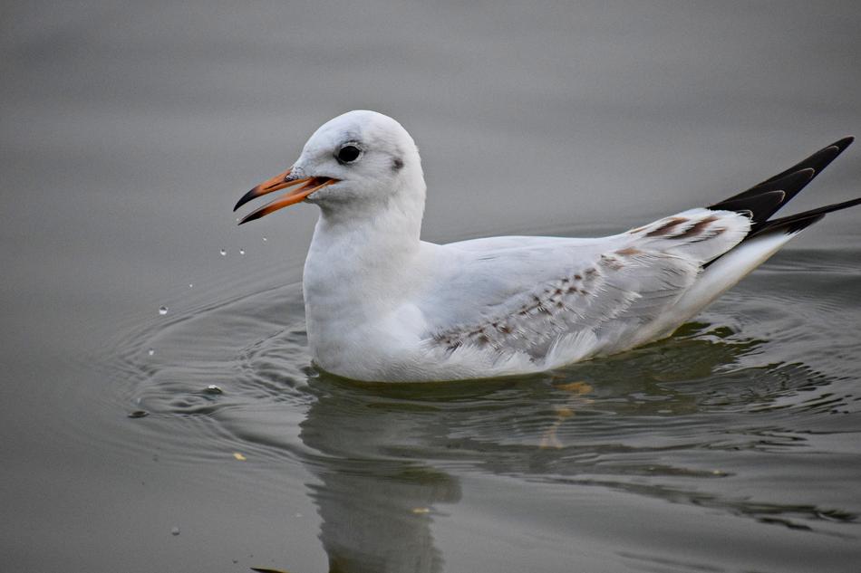 Water Bird Seagull free image download