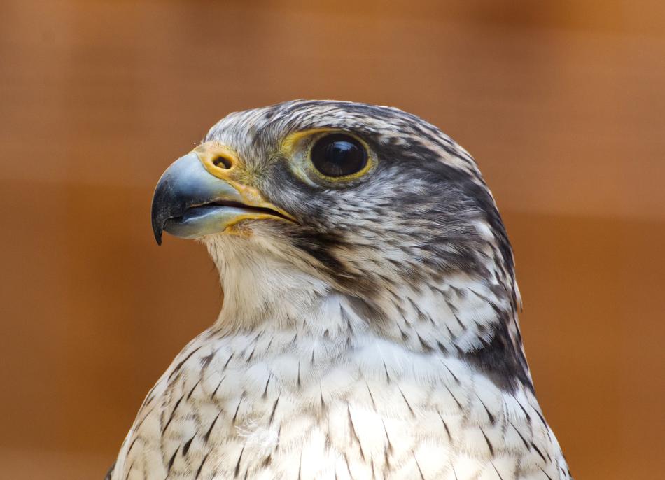 Bird Falcon Nature Of free image download
