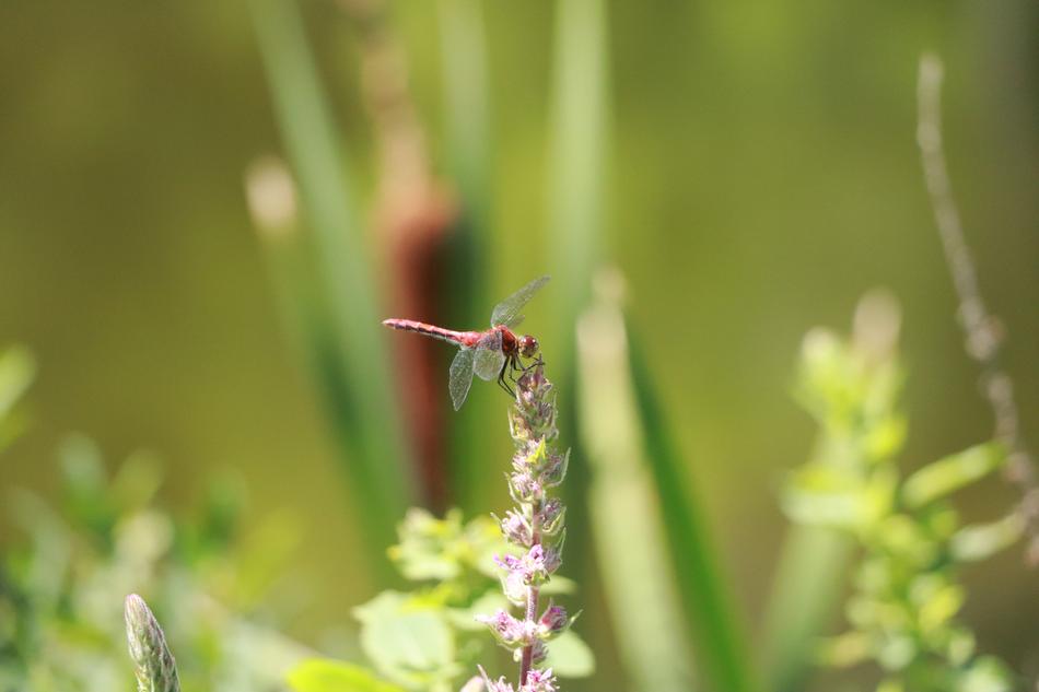 Dragonfly Insect Green free image download
