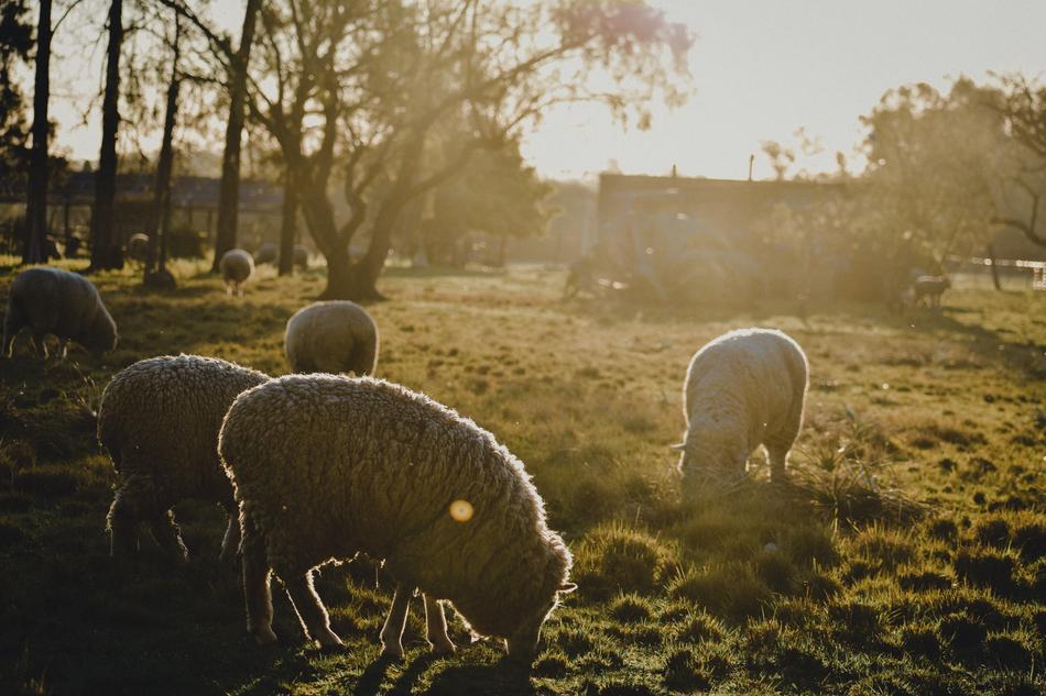 Animalssheep Animals Hermo free image download