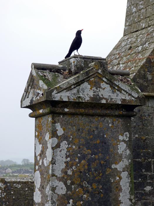 Ireland Crow free image download