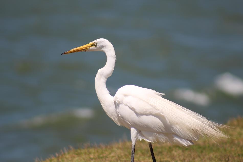 Beautiful white bird in the field free image download