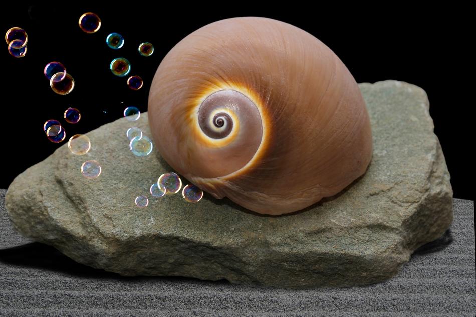 Snail Shell Sand free image download