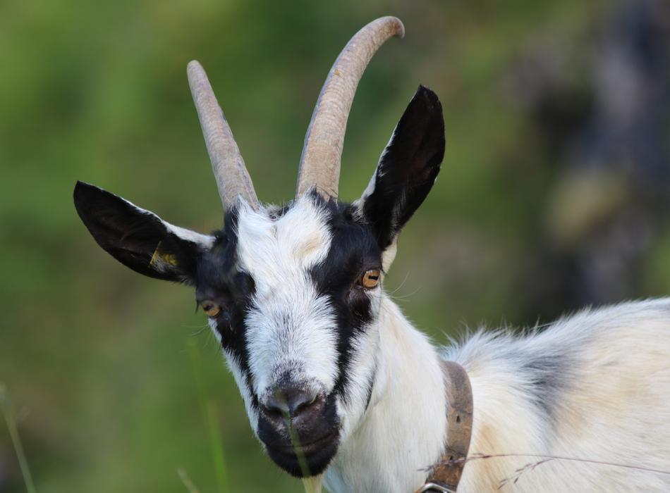 Goat Animal Horns free image download