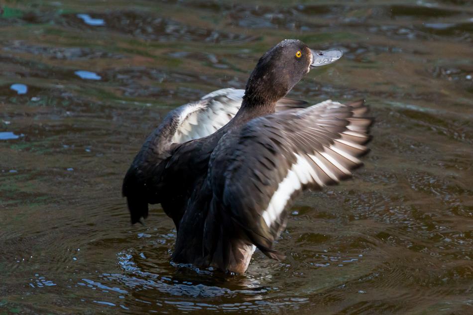 Duck swimming in pond Water free image download