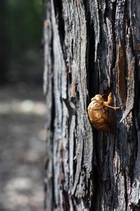 Cicada Shell Insect free image download