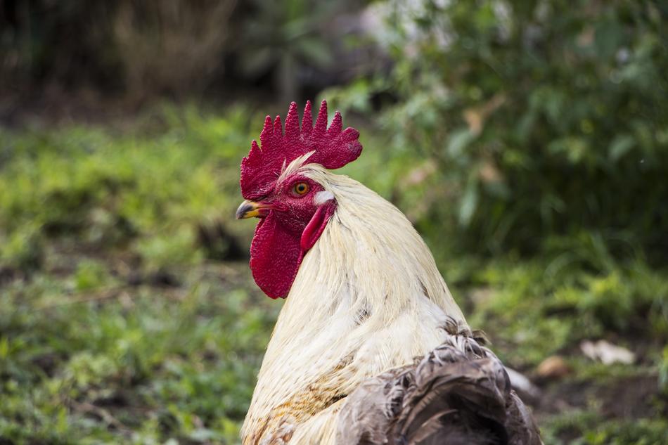Rooster Chicken Animal free image download