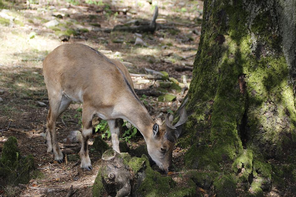 Screw A Goat Animal Wildlife Park free image download