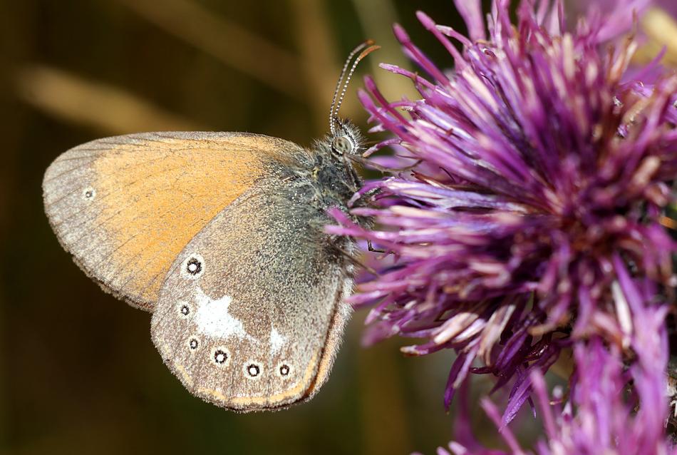 Butterfly Insect Macro free image download