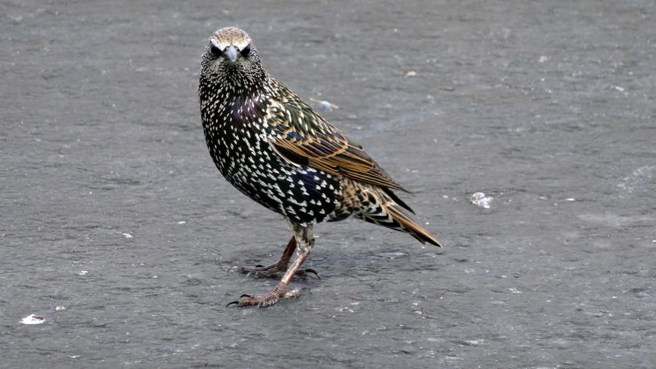 A wild bird looks ahead free image download