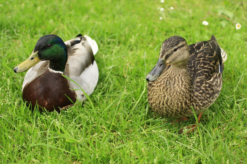 Wild ducks at rest in the grass free image download