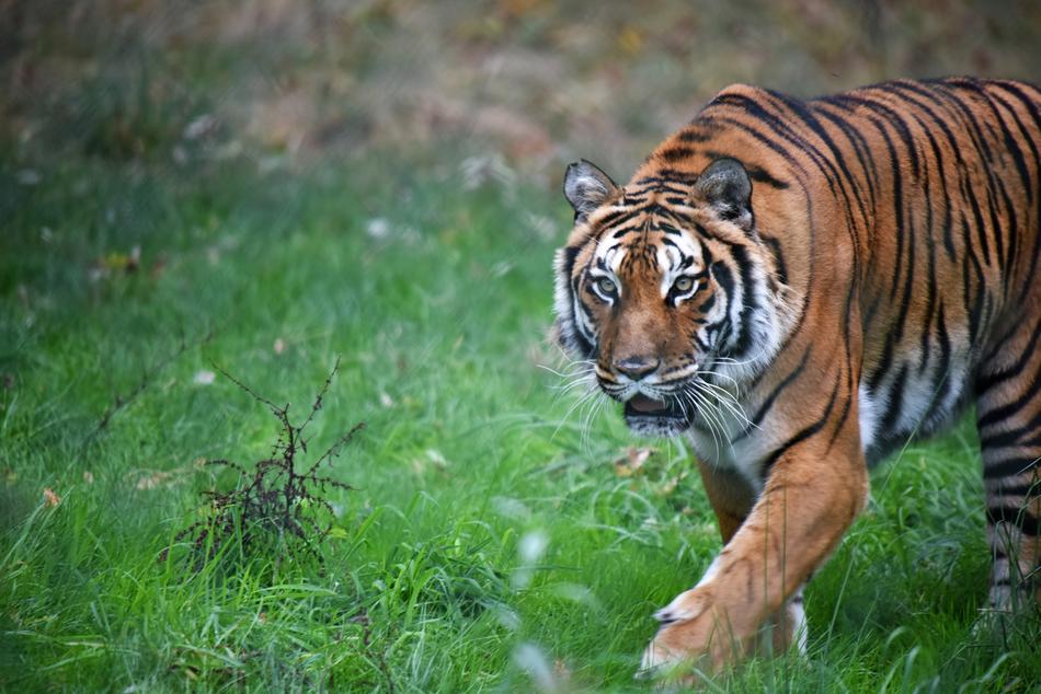 Tiger Animal Predator free image download