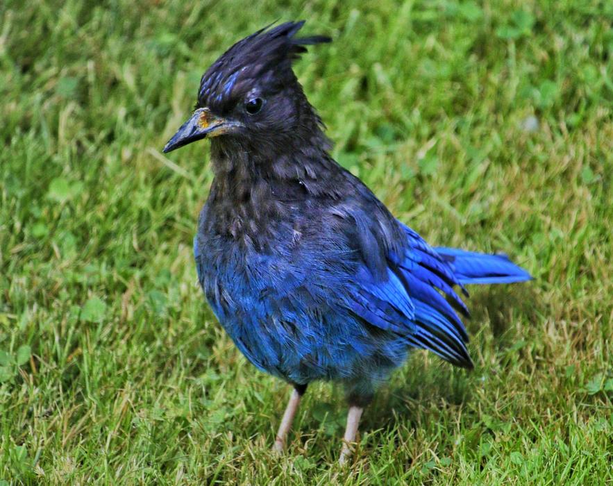 Blue Bird plumage free image download