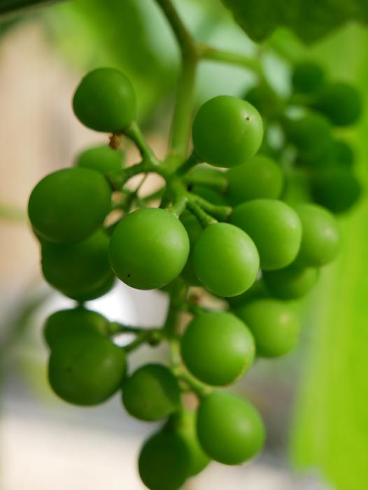 Unripe bunch of grapes free image download