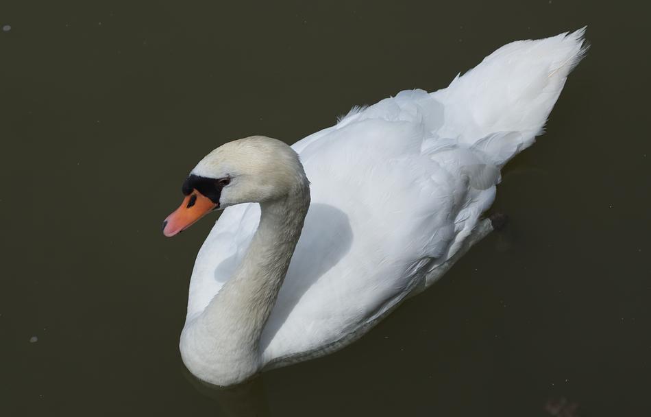 Swan Water Animal free image download