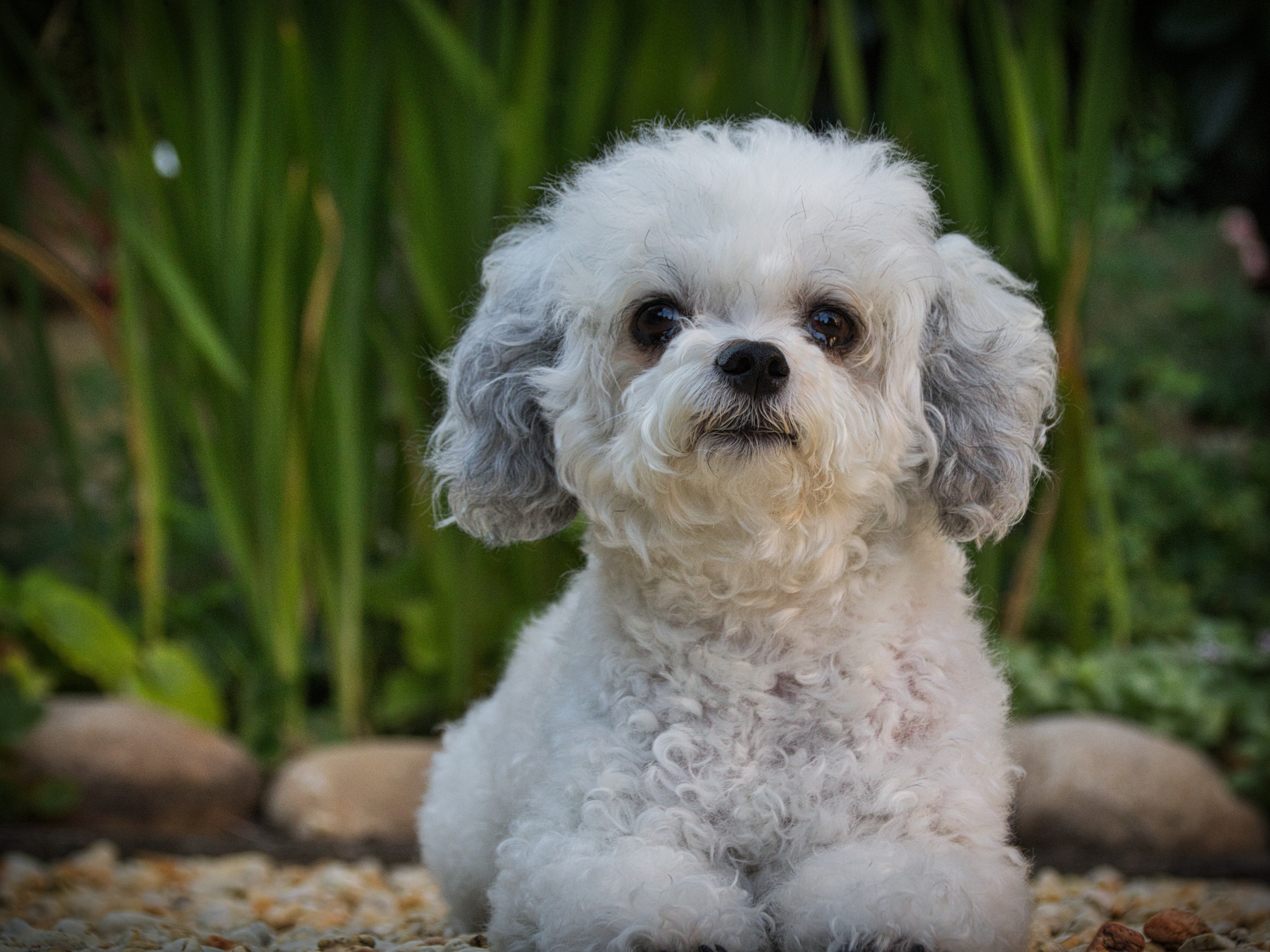 Bolonka Dog Optional free image download