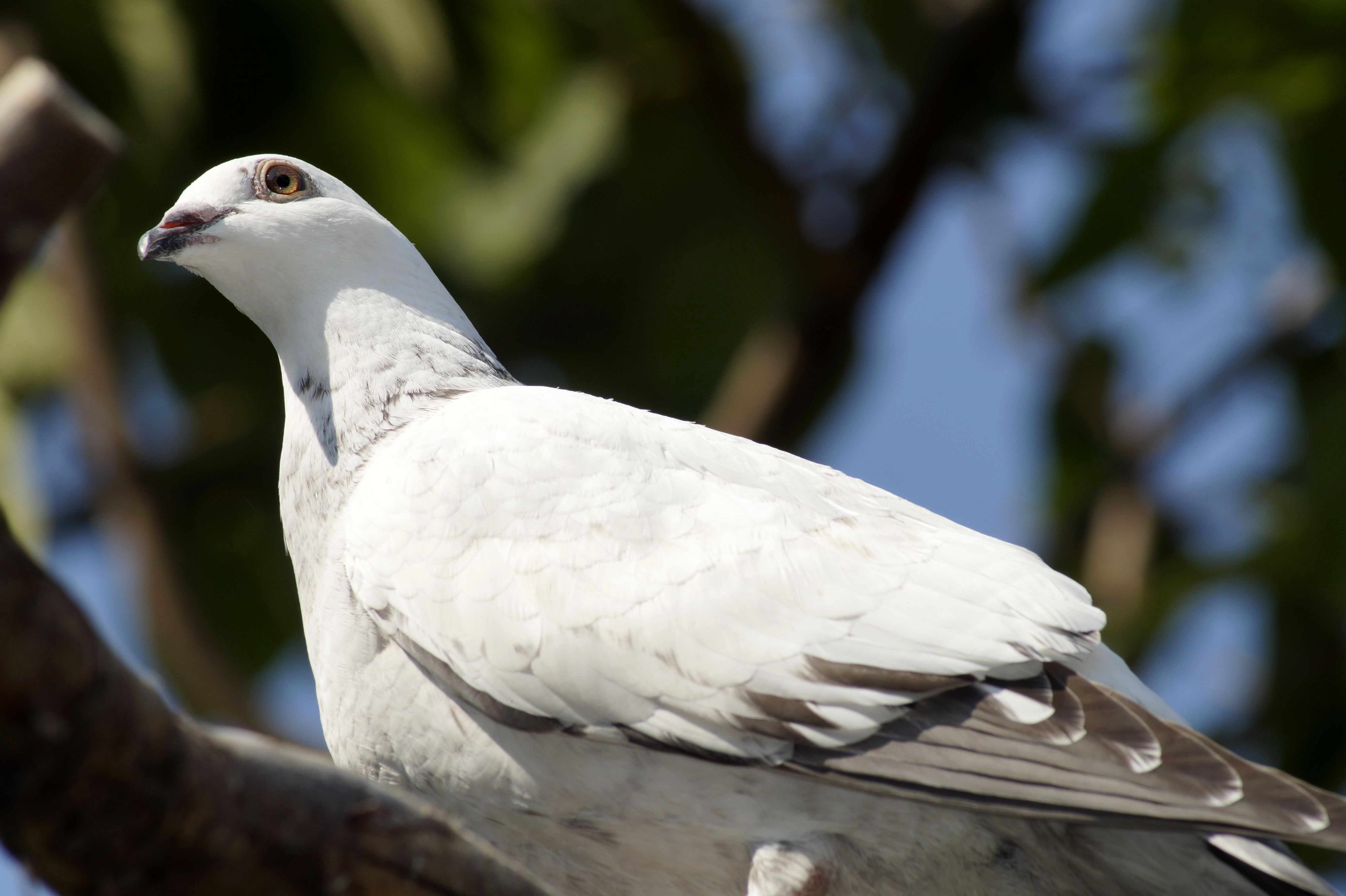 Resting handsome pigeon free image download