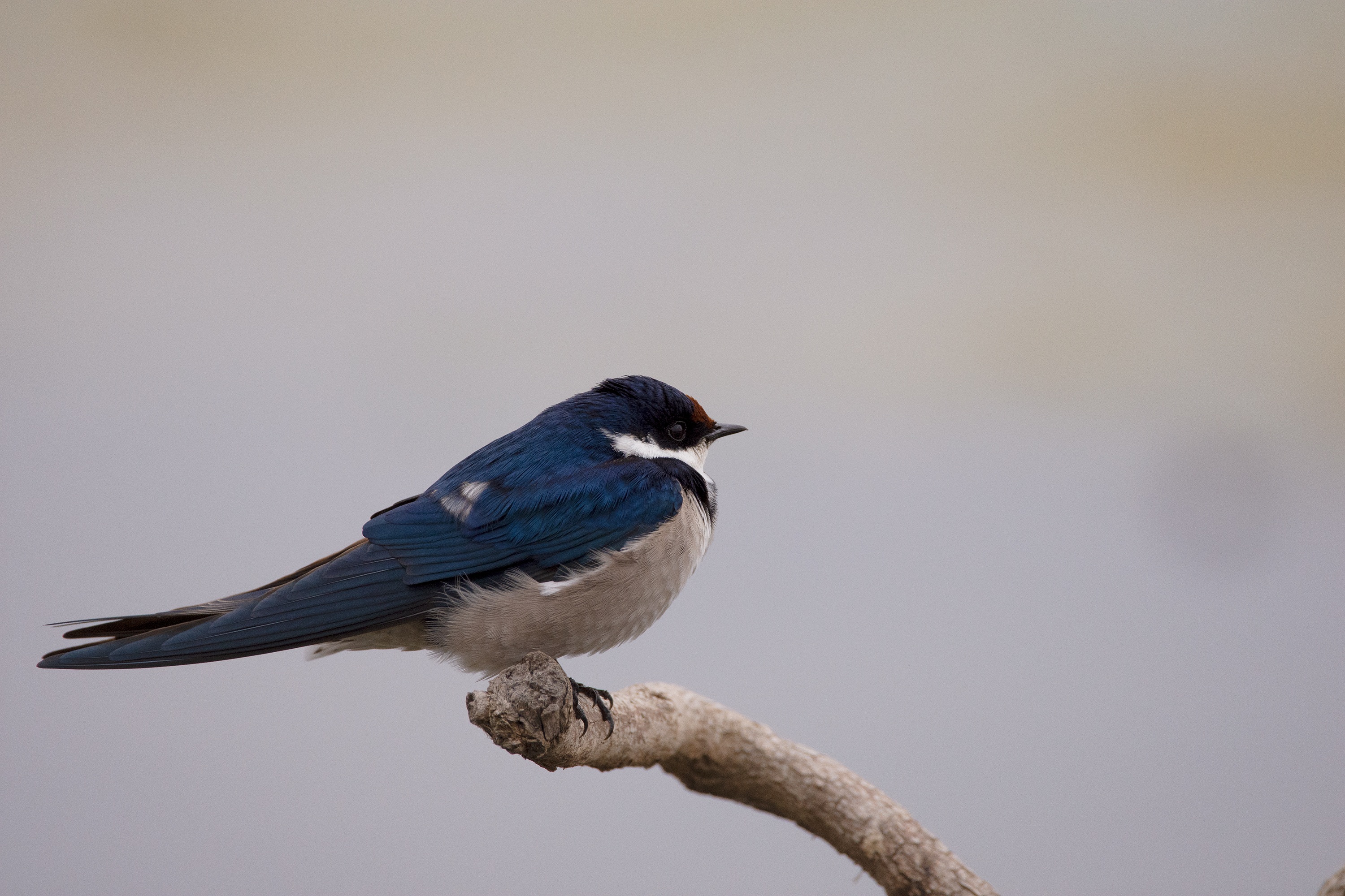 Bird Nature Birdwatching free image download