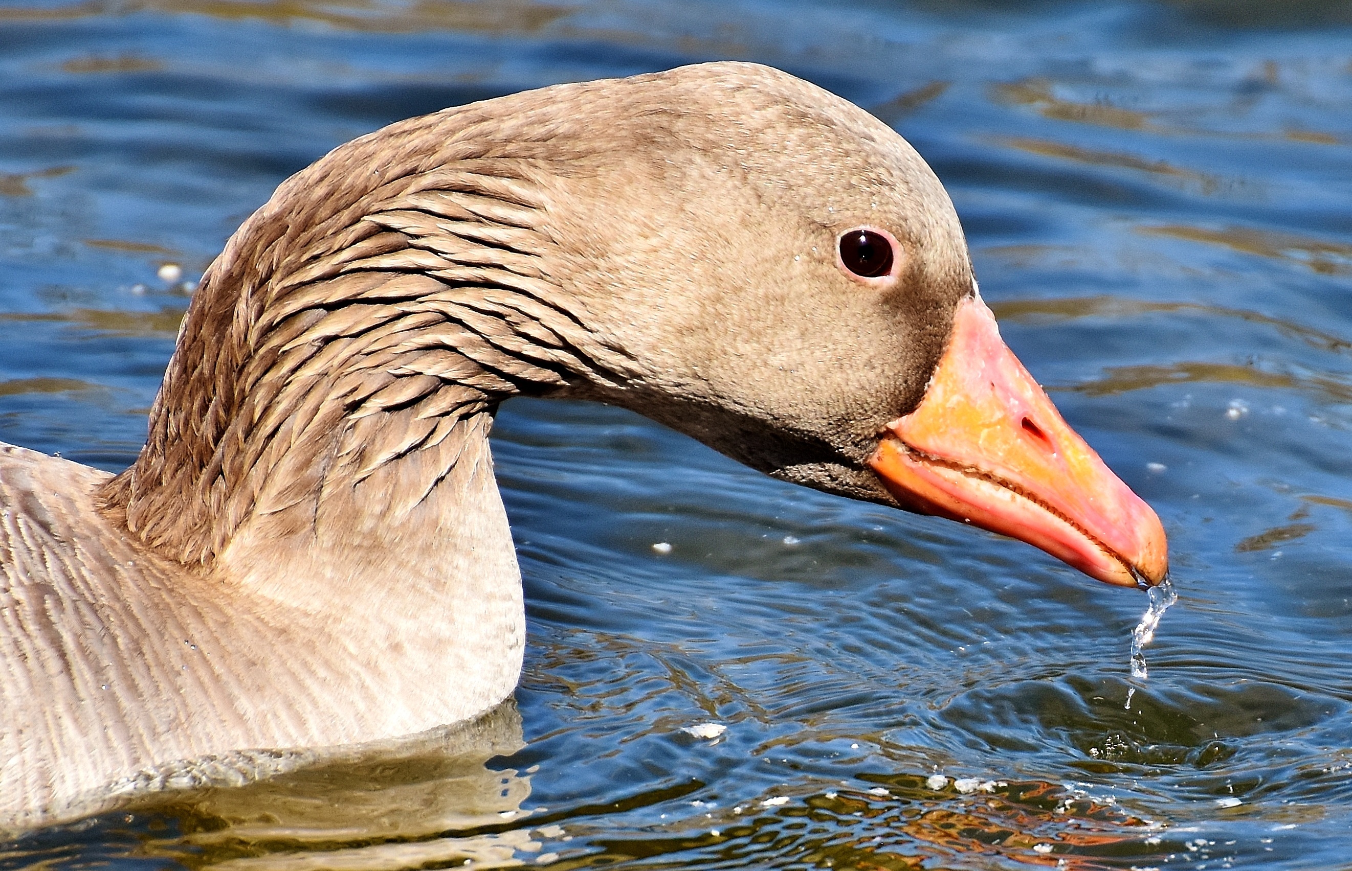 Goose Water Bird free image download