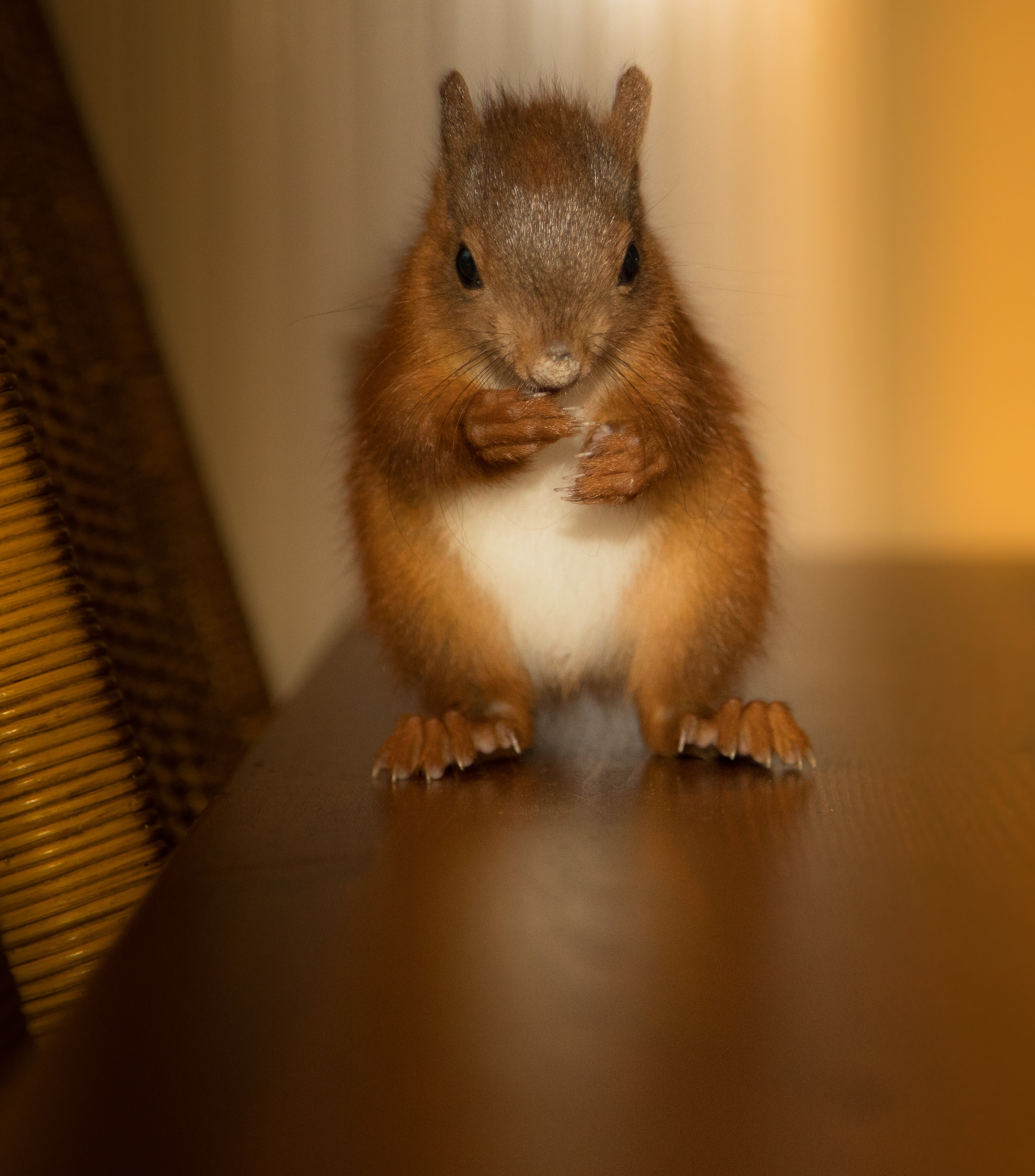 Rodent Squirrel Cute free image download