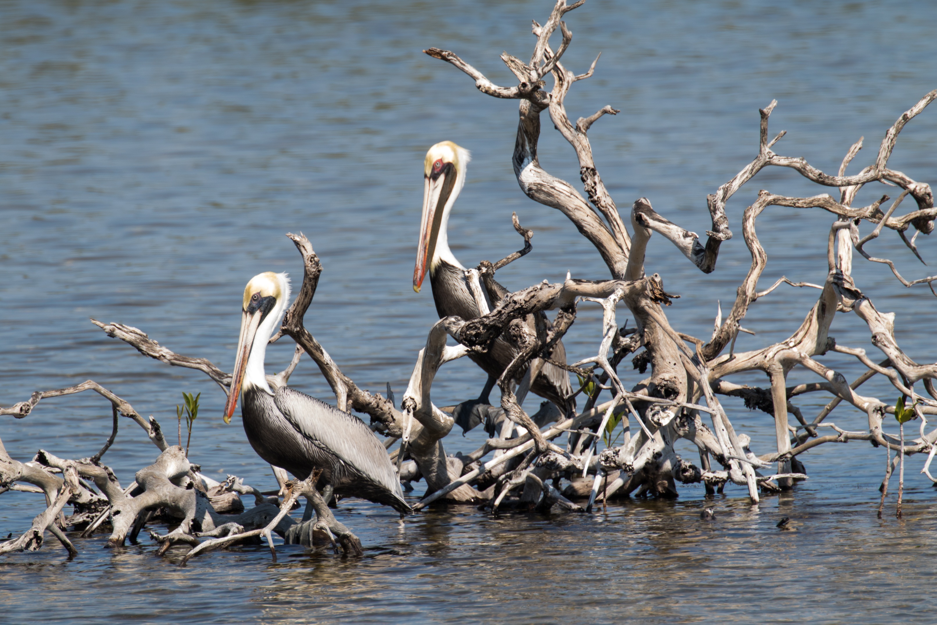 Cuba Cayo Coco Pelican free image download