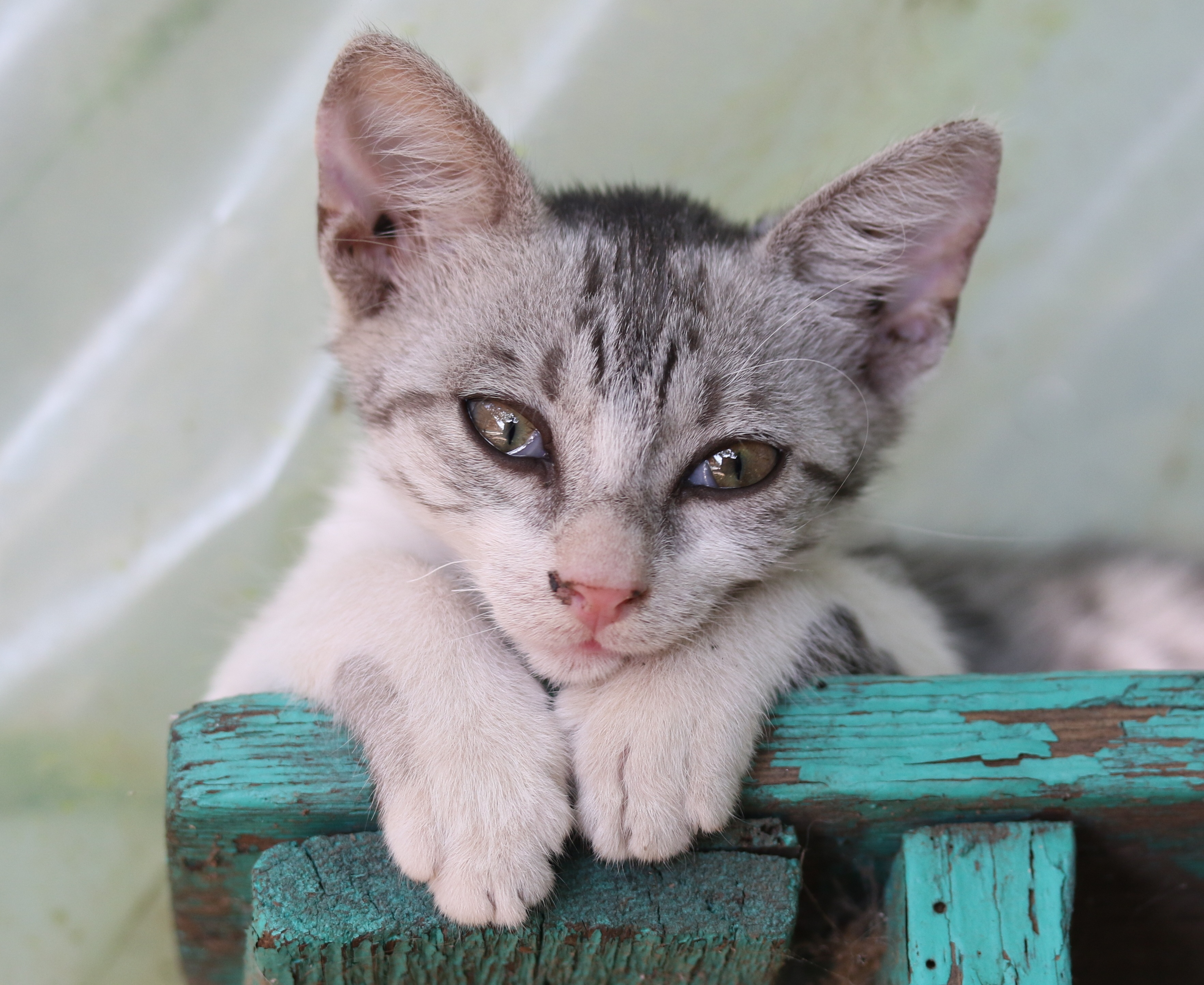Cat Pet Small free image download