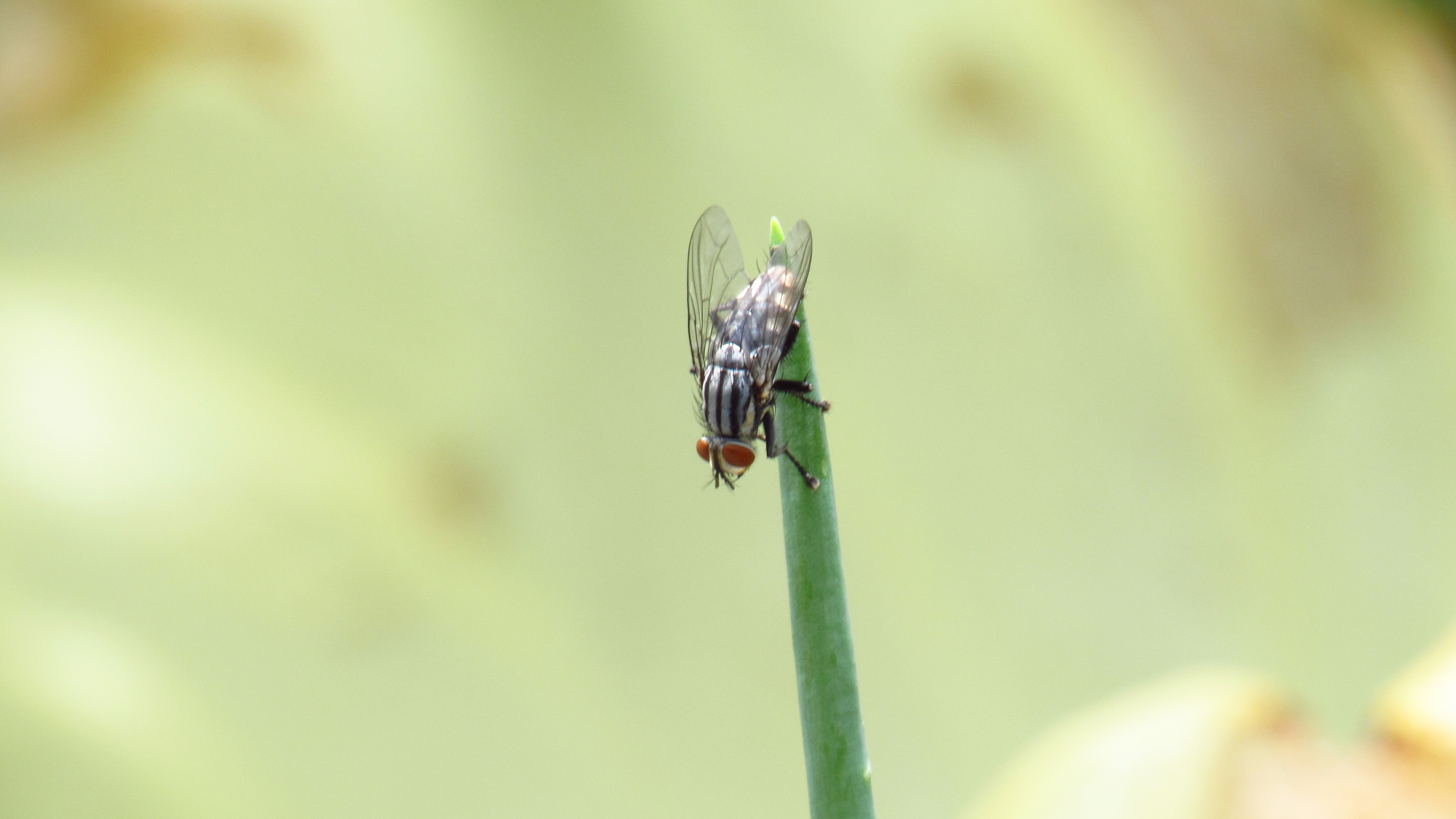 Fly Insect The Brazilian free image download