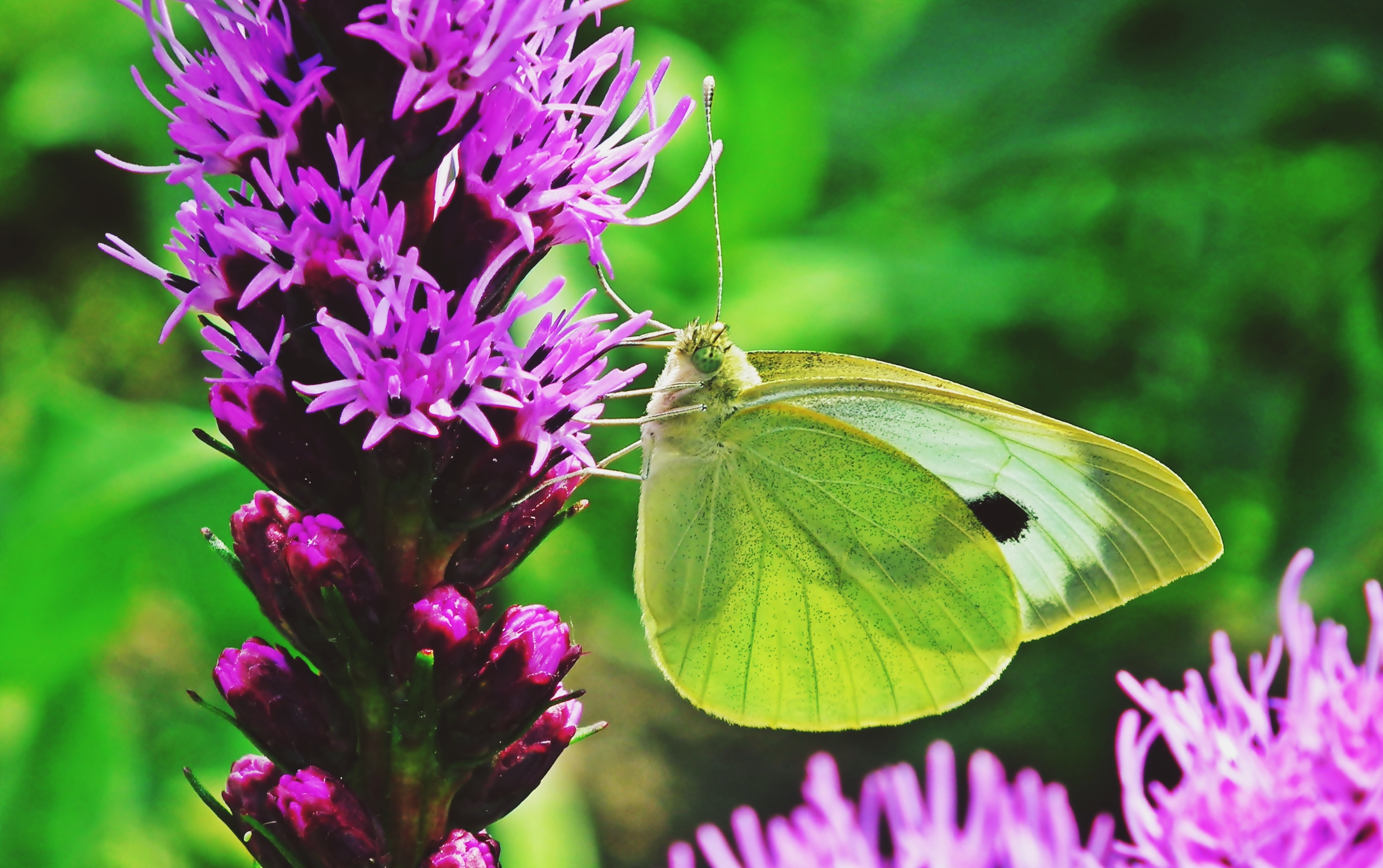 Butterfly Insect Flower Latria free image download