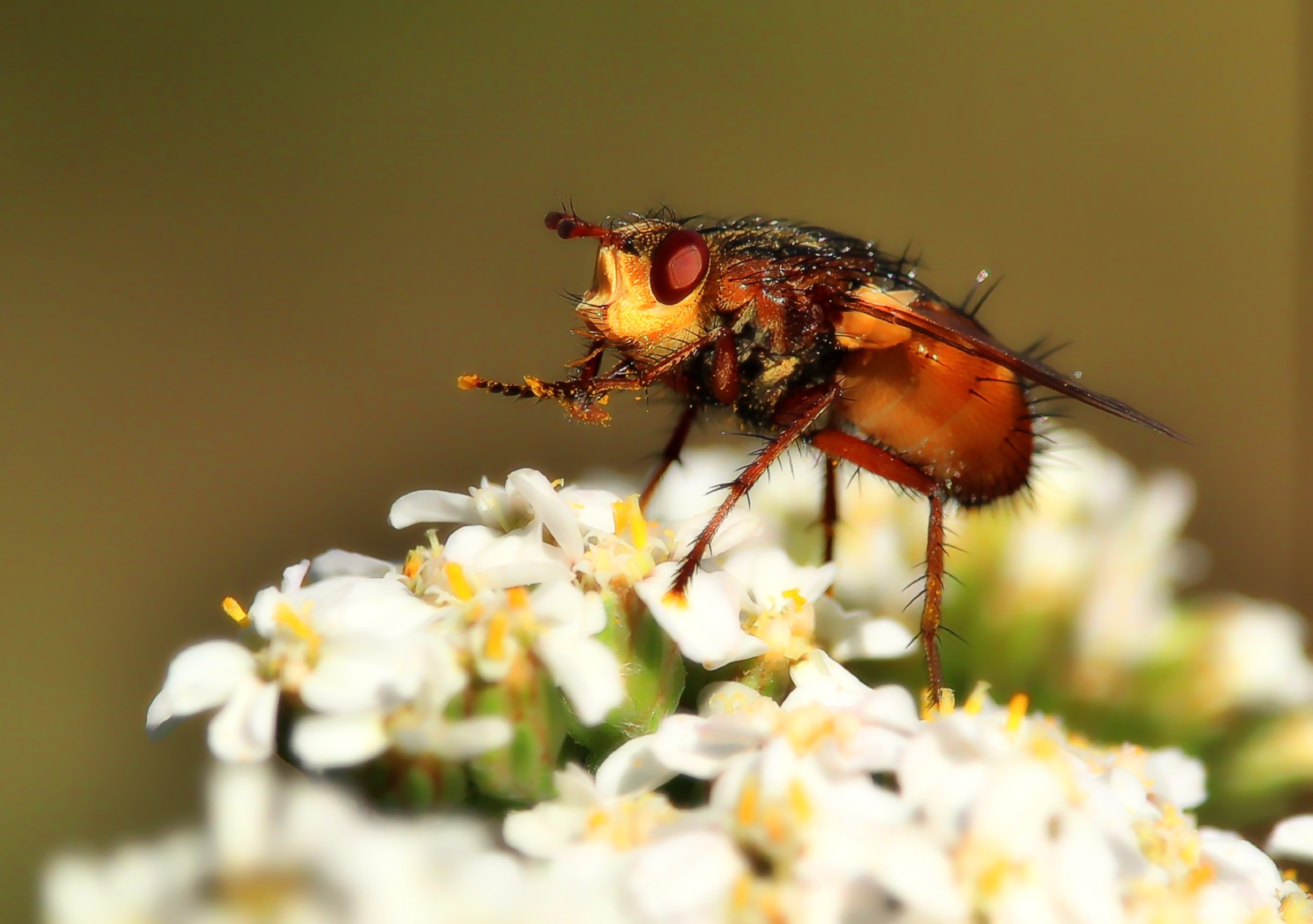 Fly Macro Insect Close free image download