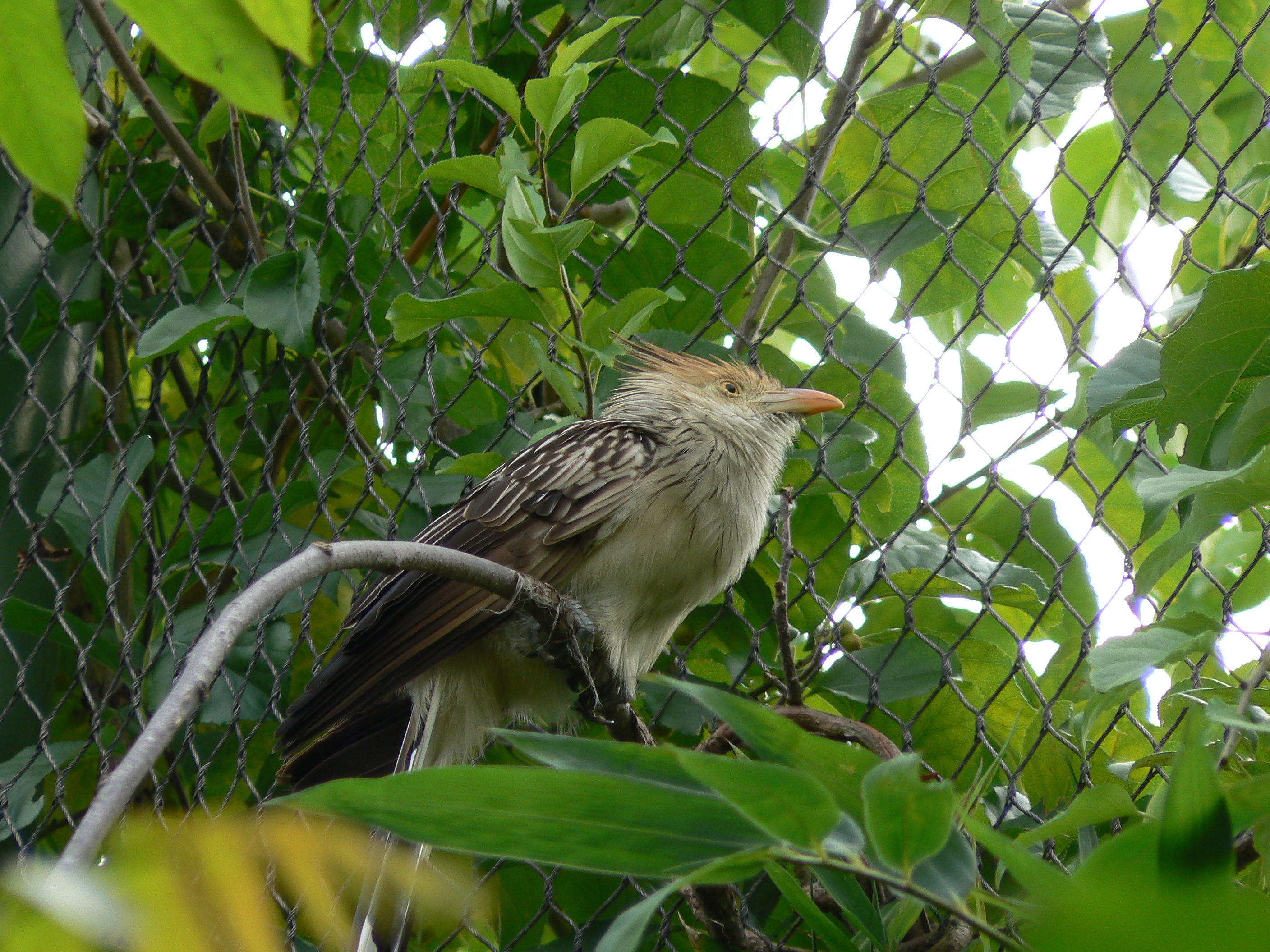 Bird Animal Feathers free image download
