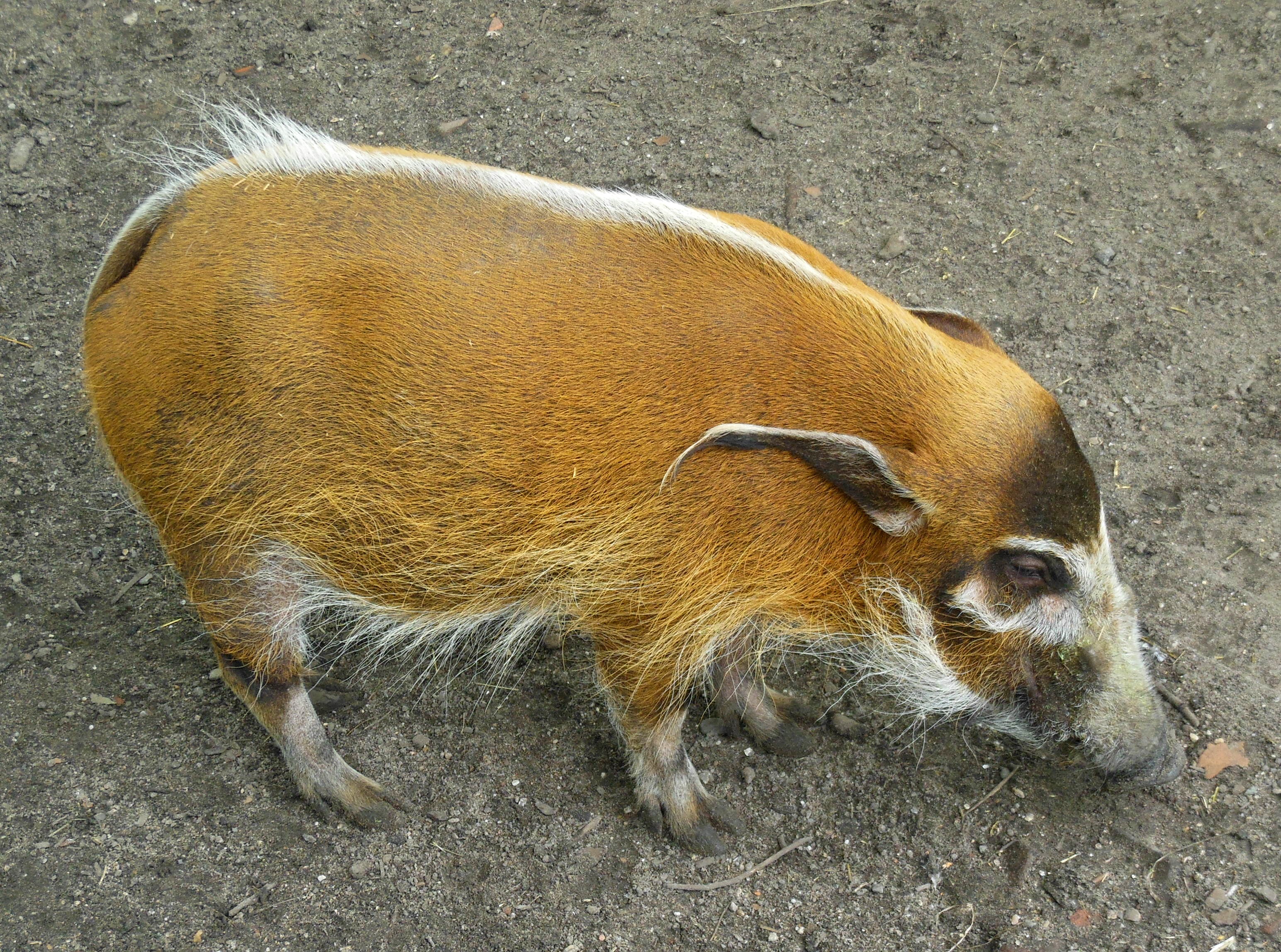 Fluffy boar with ears free image download