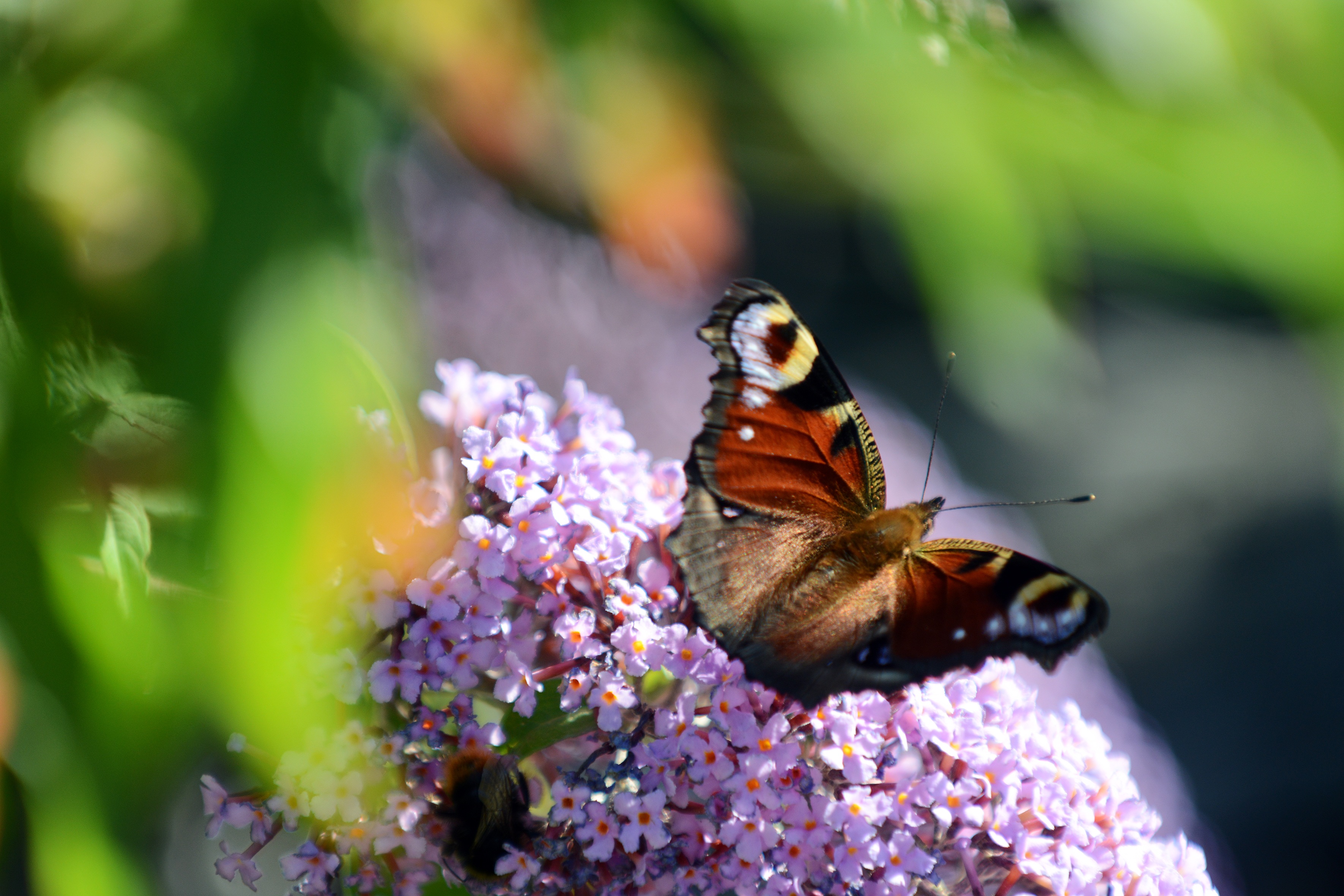 Peacock Butterfly Insect free image download