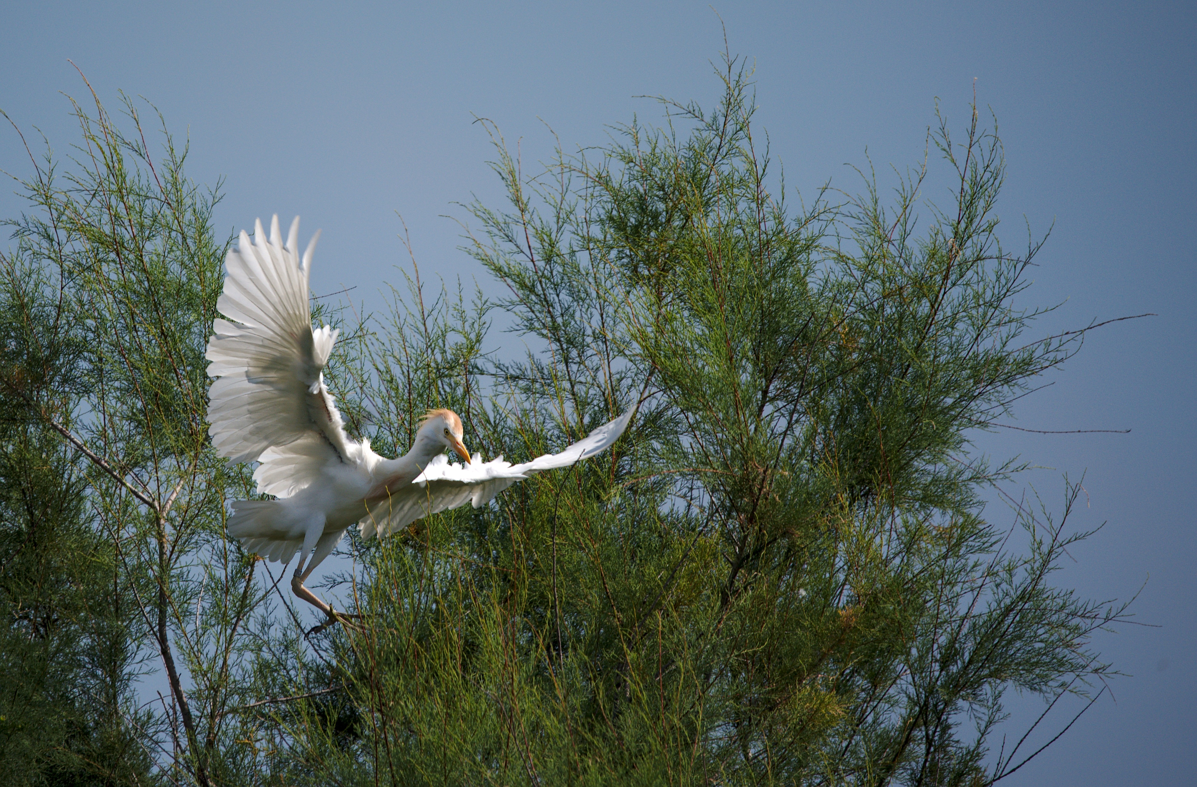 Heron Guard Beef Camargue free image download