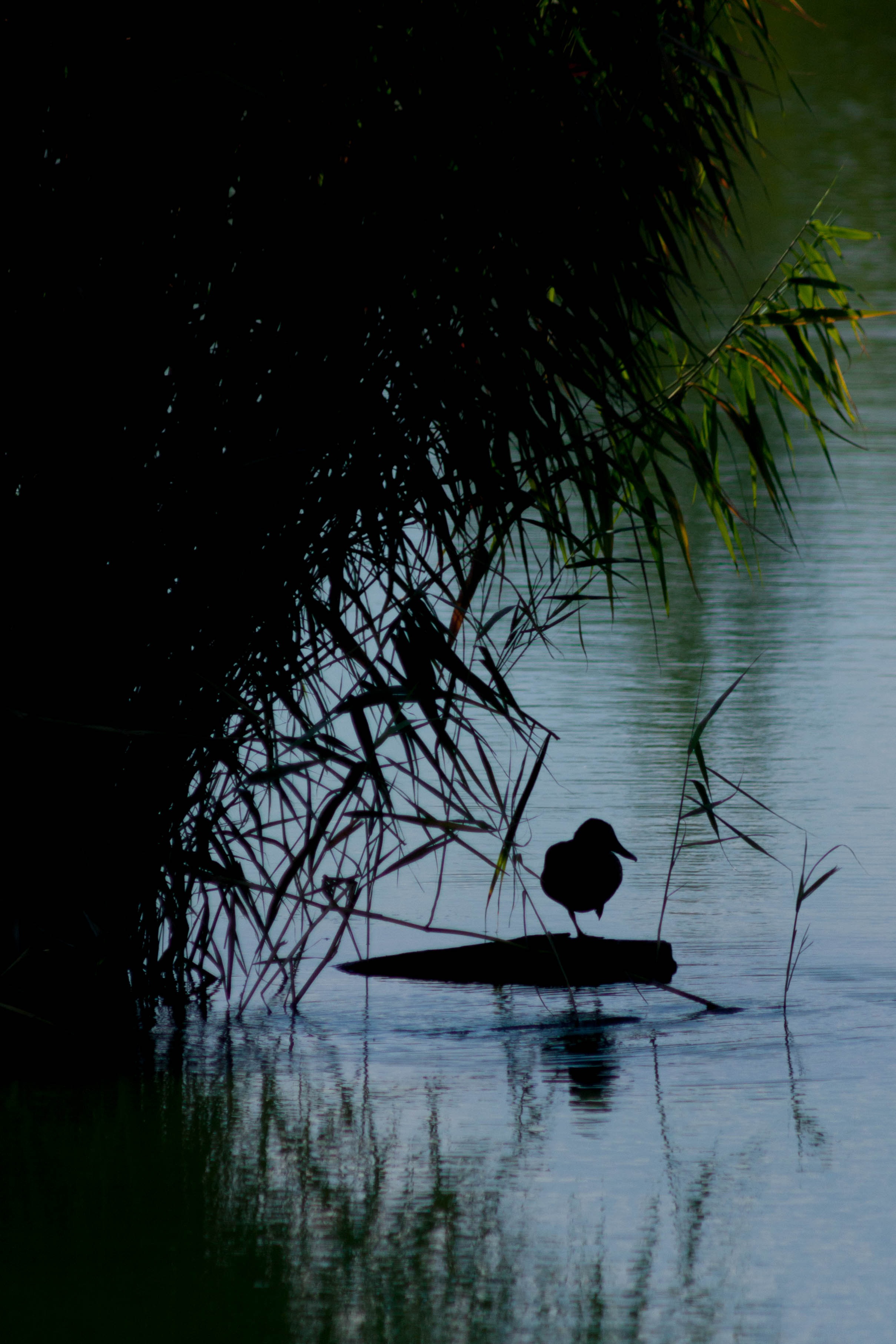 Duck Lake Bird Yin free image download