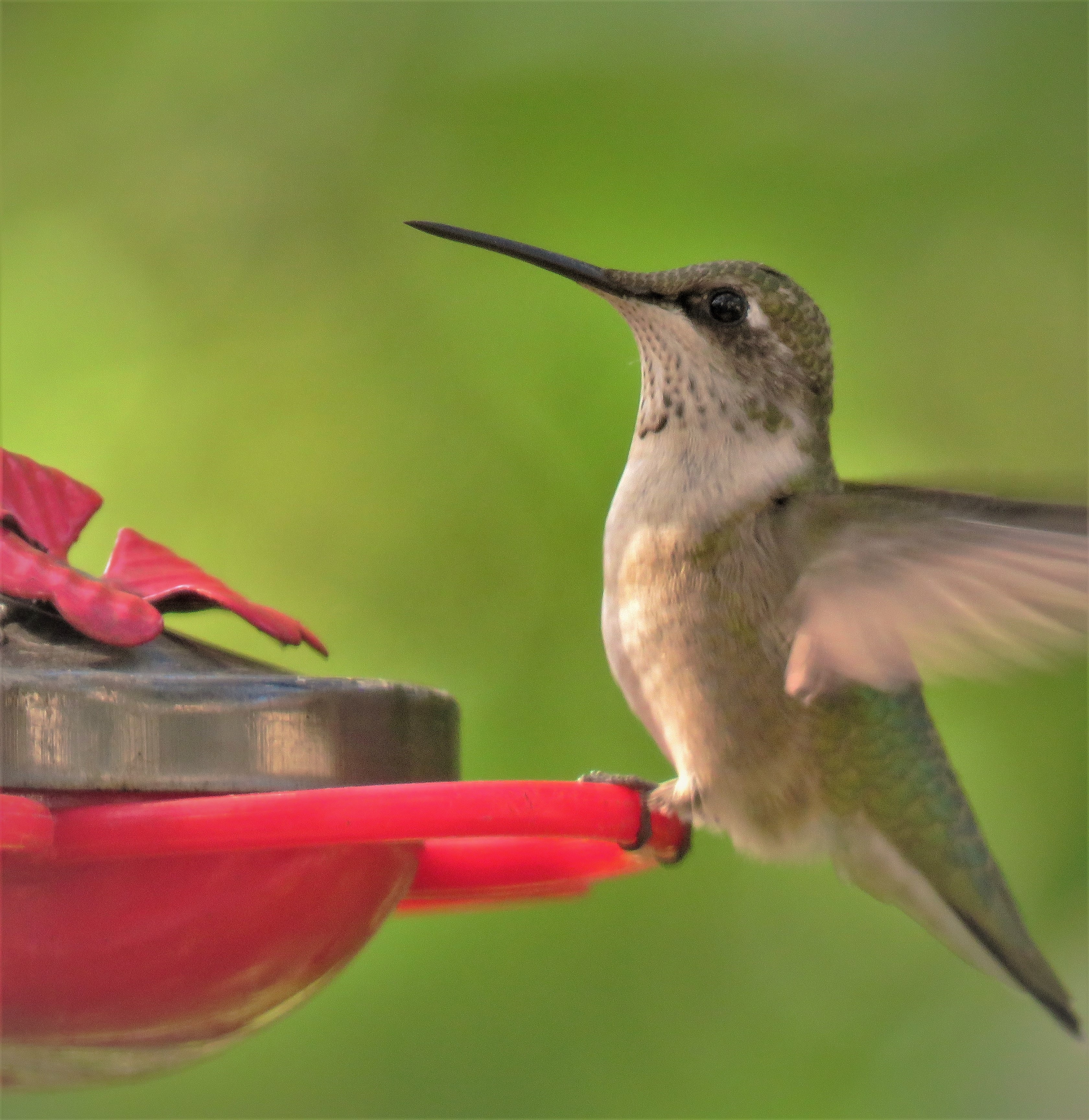 Bird Hummingbird Close Up free image download