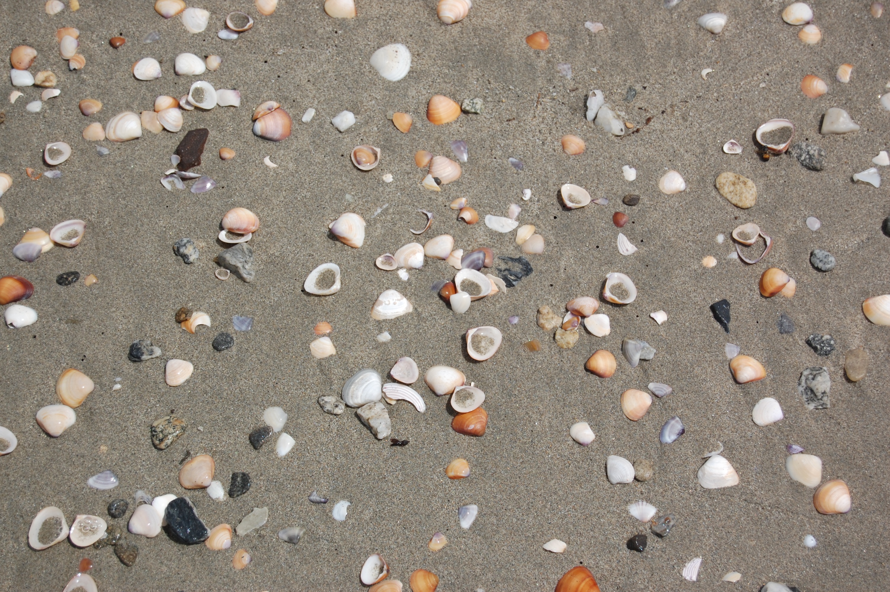 Beach Shells Sand free image download