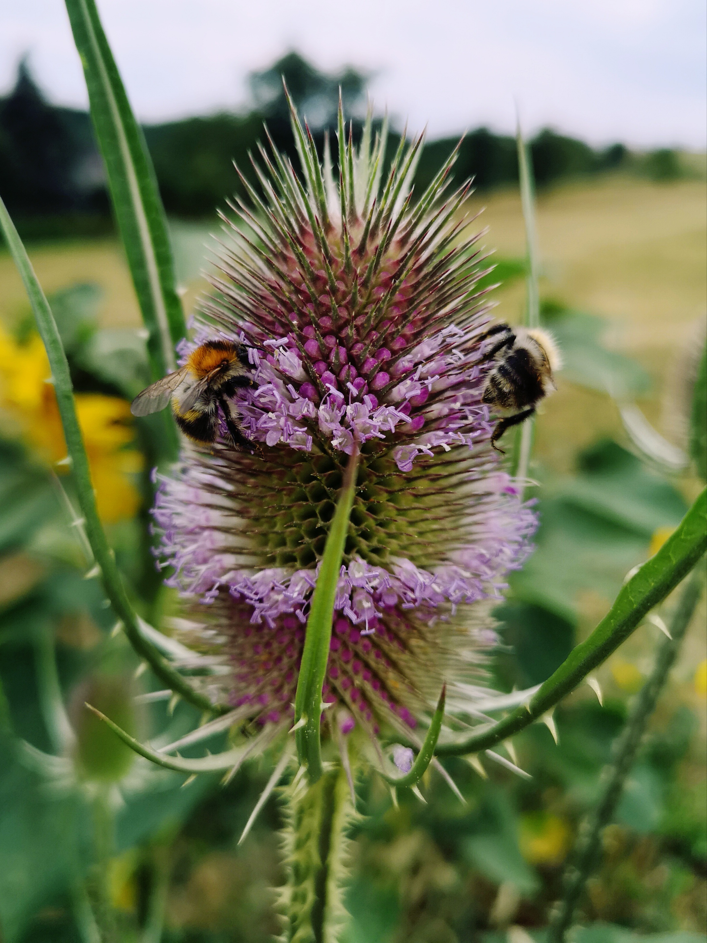 Thistle Bee Meadow free image download