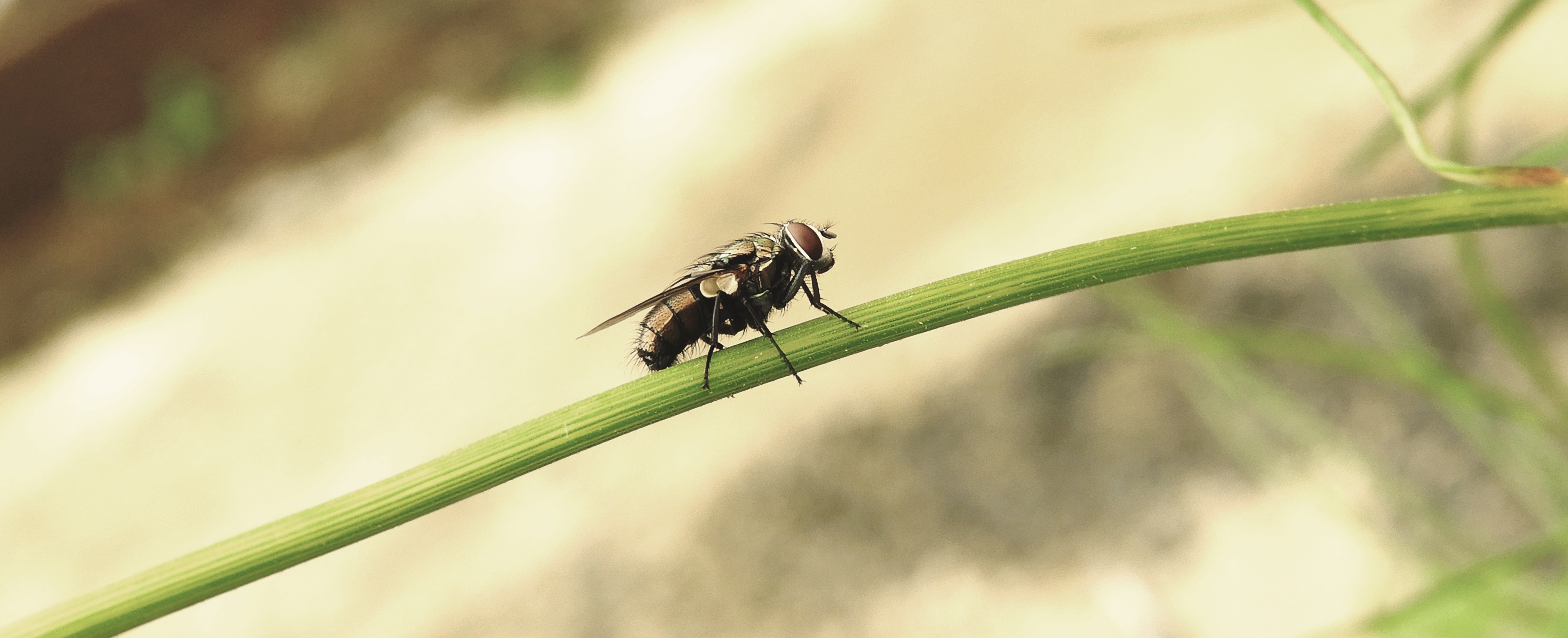 Insect Macro Fly free image download