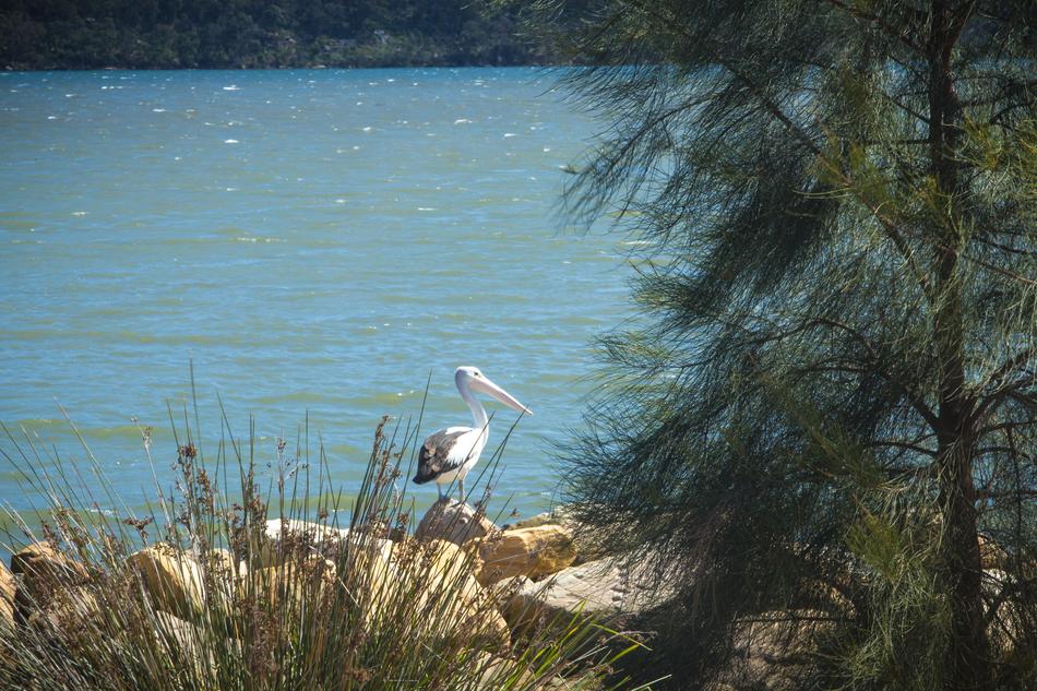 Pelican River Australia free image download
