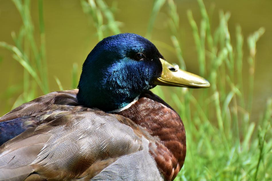 Duck Water Bird Drake free image download
