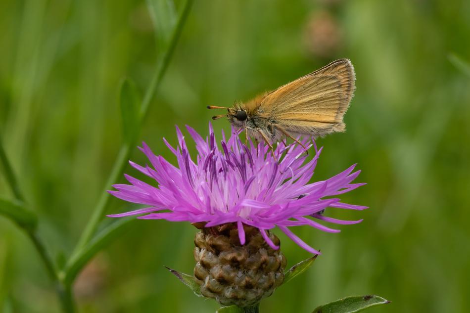 Butterfly Skipper Insect free image download