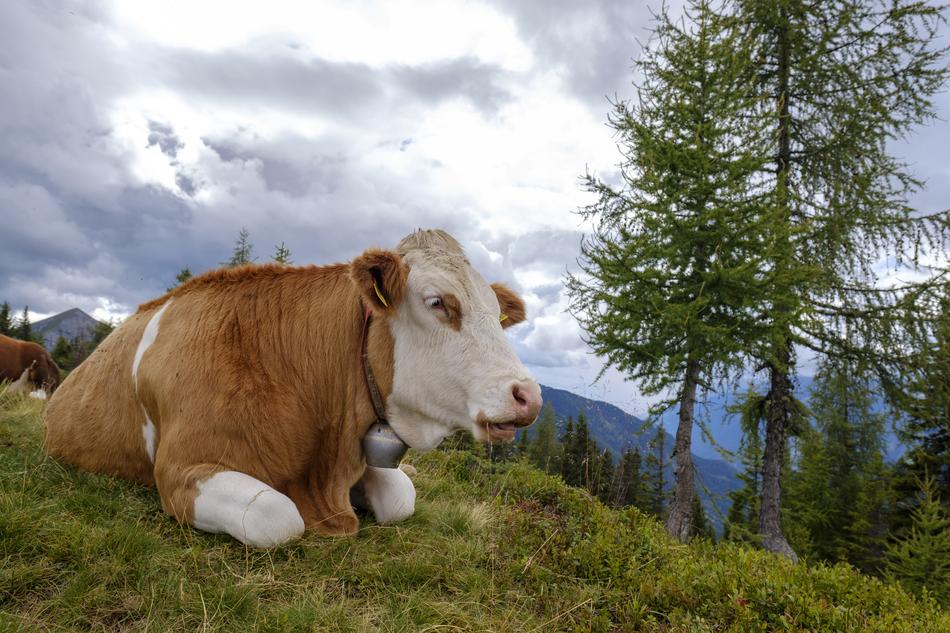 Cow Beef Cattle free image download