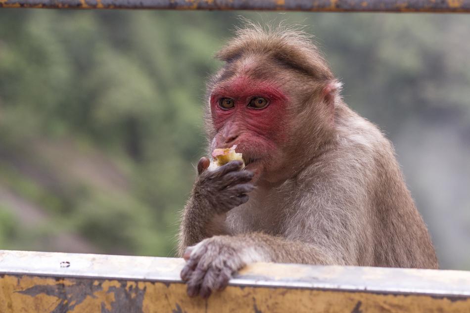 Monkey Animal Mammal free image download