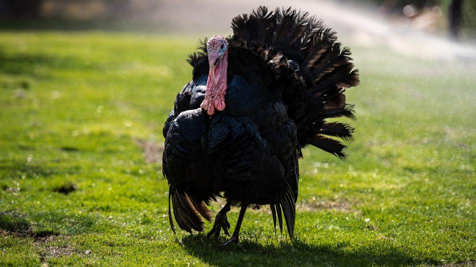 Turkey Rooster Farm free image download